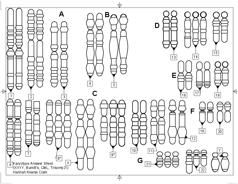 Karyotype Laboratory Exercise - 3DPEA